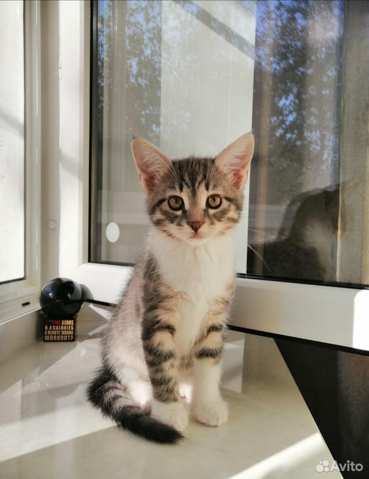 Кошка