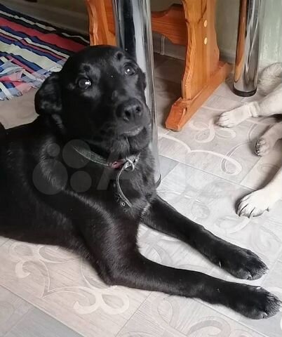 Щенок метис овчарки