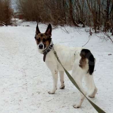 Отдам молодого пёсика