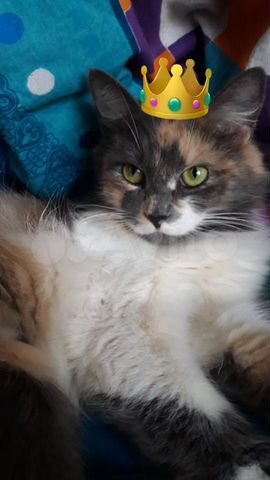 Марфушечка душечка редкого окраса в дар