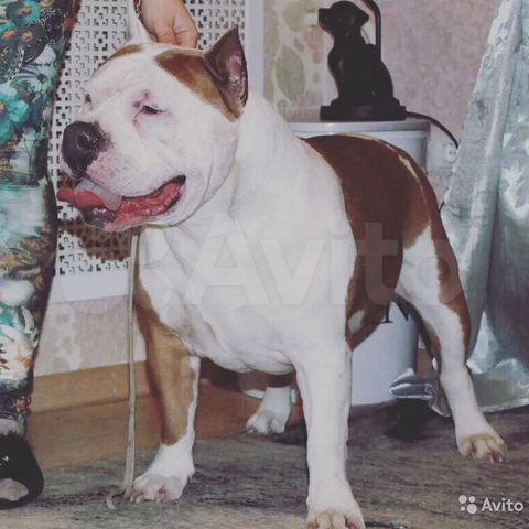 Шикарный кобель а.с.т. вязка