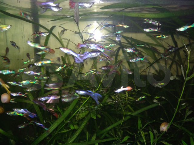 Рыбки гуппи