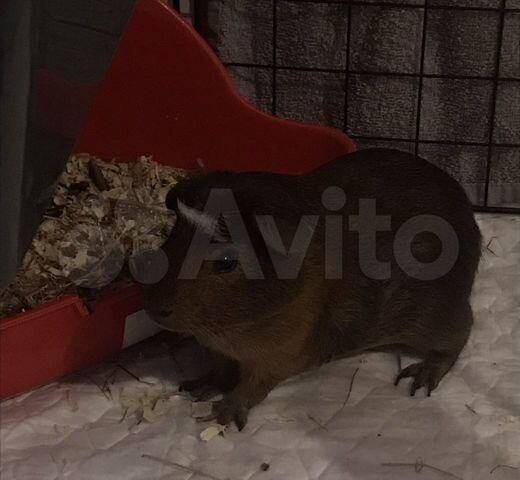 Морская свинка крестед