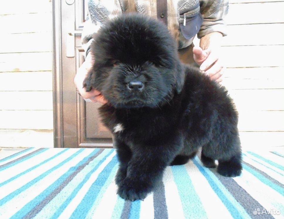 Медвежонок Оскар от Карельских Медведей (1,3 мес.)