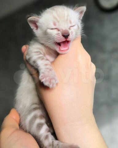 Голубоглазый бенгал редкого окраса