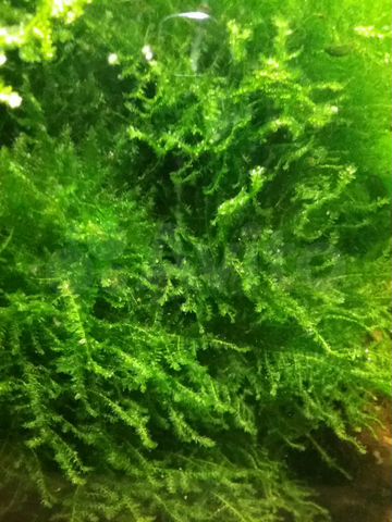 Мох рождественский для оформления креветочников,ак