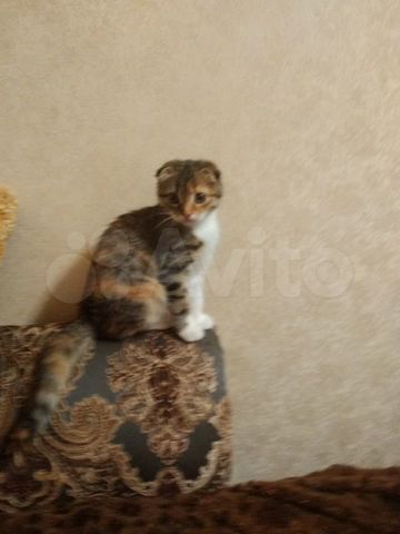Шаландская вислоушка котёнок