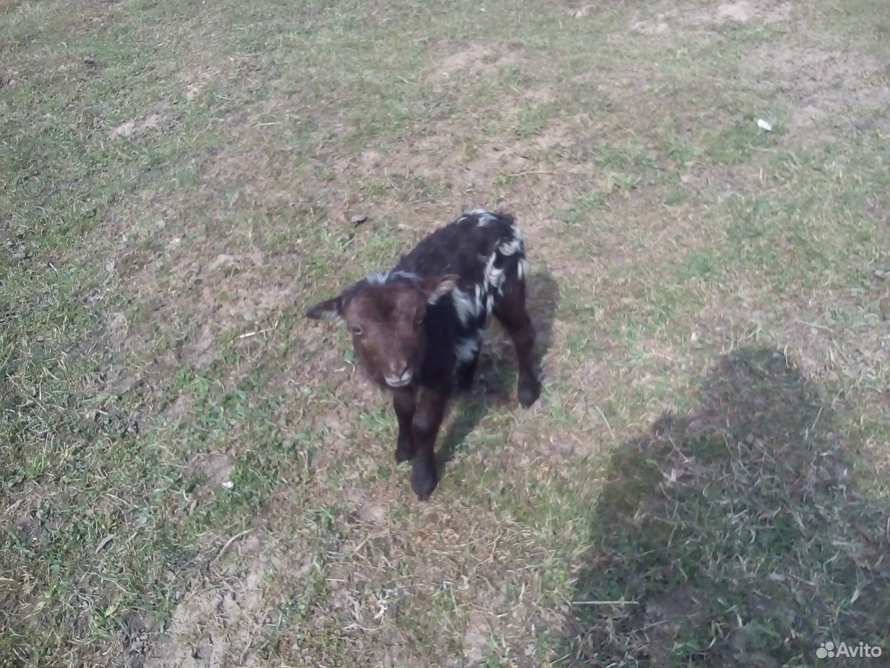 Овца и баранчик Уэссан