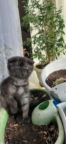 Шотландская вислоухая