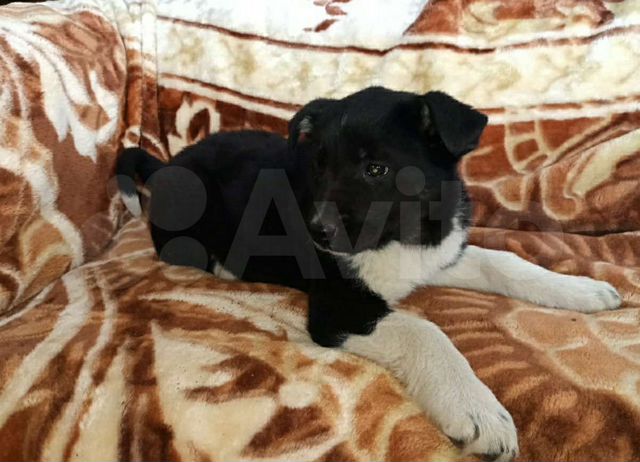 Щенок - Девочка 3 месяца