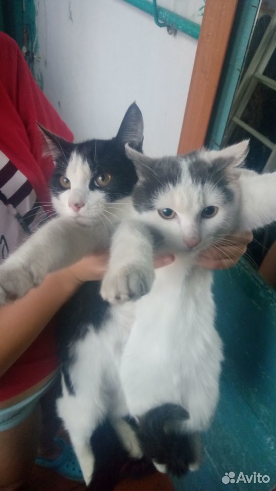 Котята сибирские