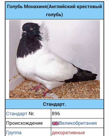 Английский крестовый голубь