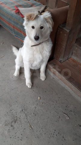 Собака в добрые руки