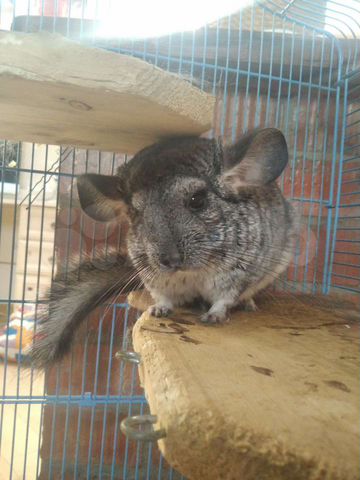 Шиншилла девочка