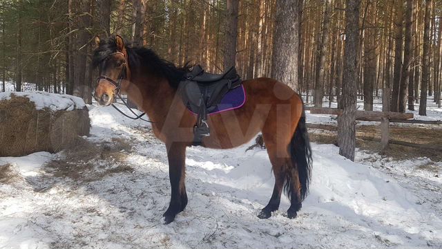 Лошадь кобыла