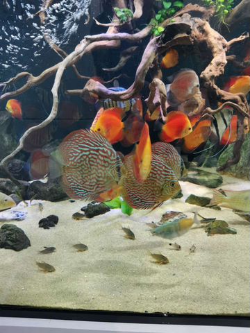 Дискус красный туркис