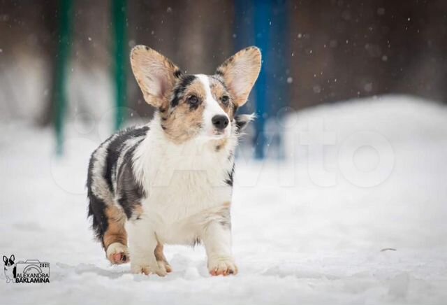 Мраморная девочка Вельш Корги Кардиган