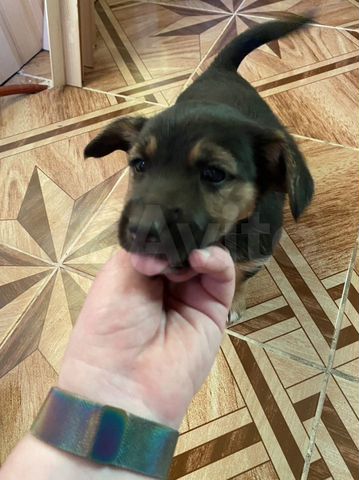 Собака
