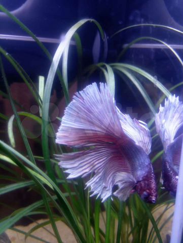 Рыбка петушок самцы и самочка