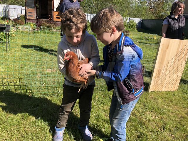 Куры-несушки на лето. В аренду На дачу