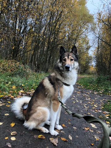 Западно сибирская лайка с волком