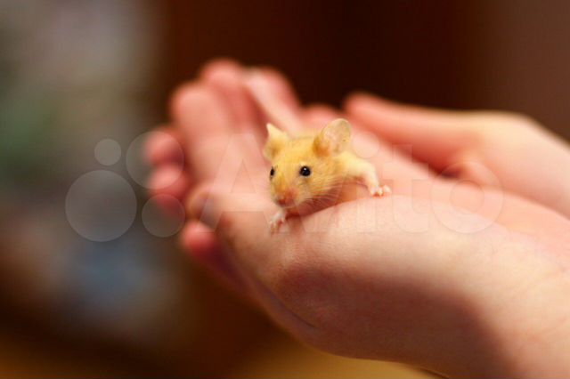 Декоративные мышки