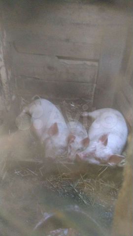 Поросята русская белая