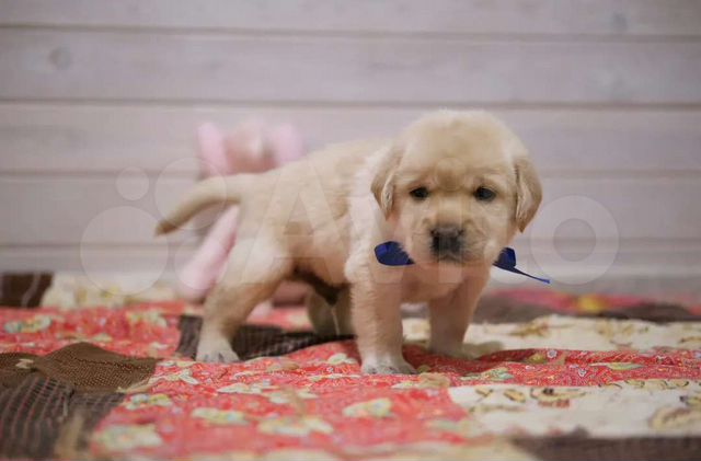 Щенок Лобрадора