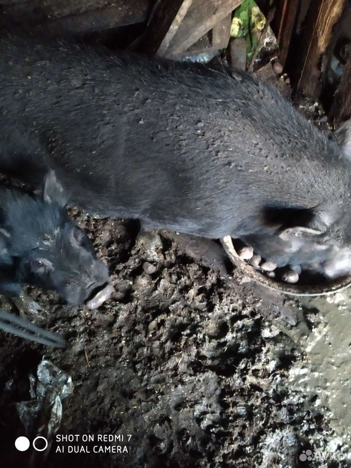 Вьетнамский вислобрюхий хряк