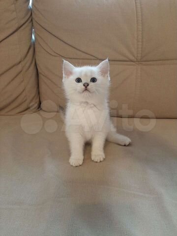 Серебристая шиншилла