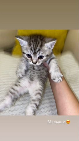 Британские котята