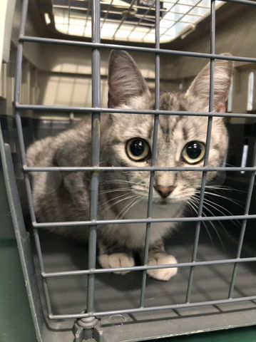 Маруся кошка ищет дом