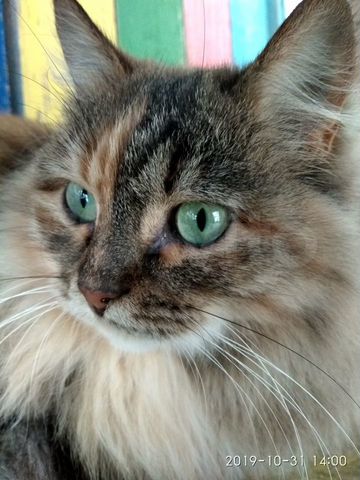 Кошка Офелия