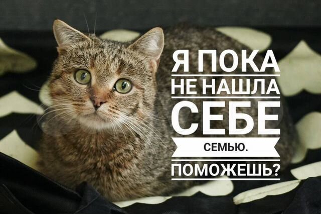 Кошка Полоска ищет дом
